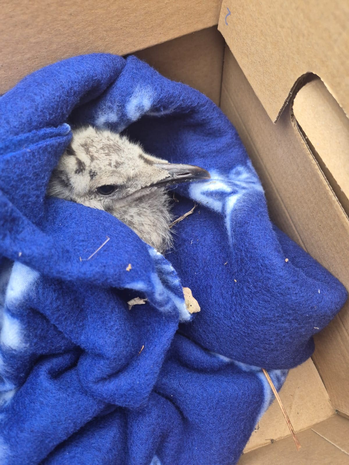 Welcoming our Feathered Friend Rescue - ACI Care